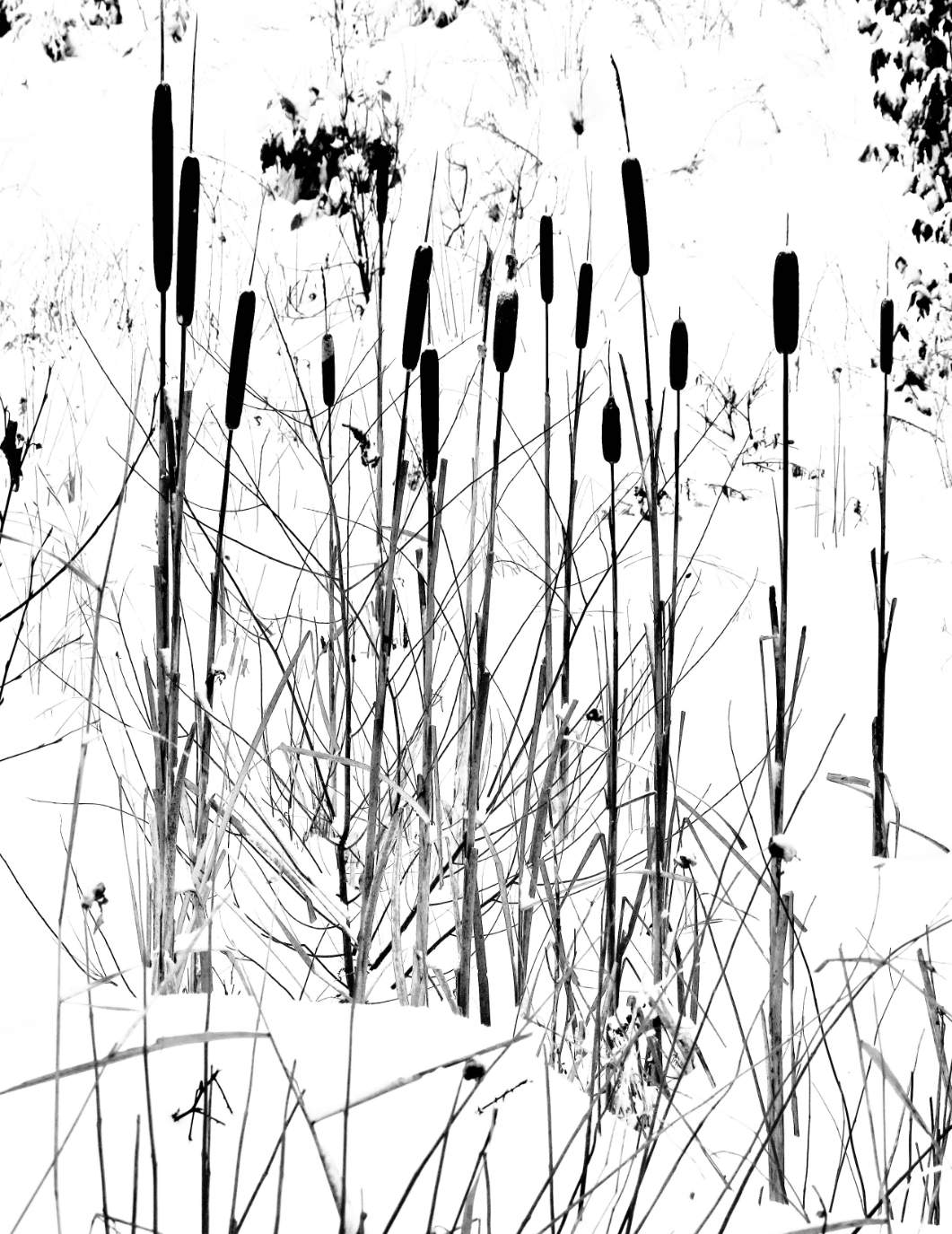 Solve Cattails in the Snow jigsaw puzzle online with 99 pieces