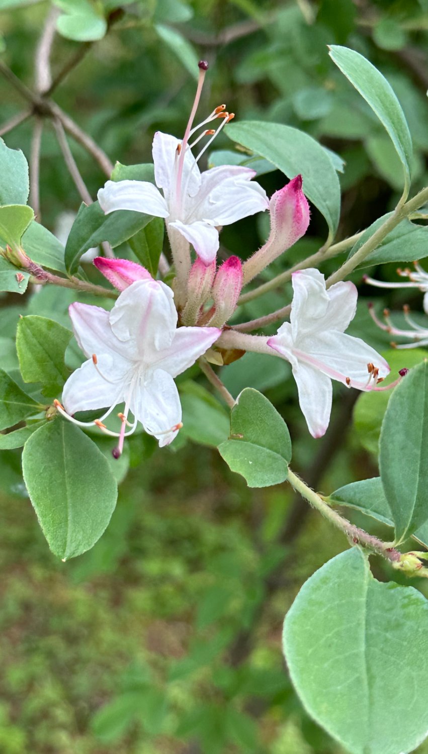 Solve Swamp azalea/Honeysuckle/Swamp honeysuckle jigsaw puzzle online ...