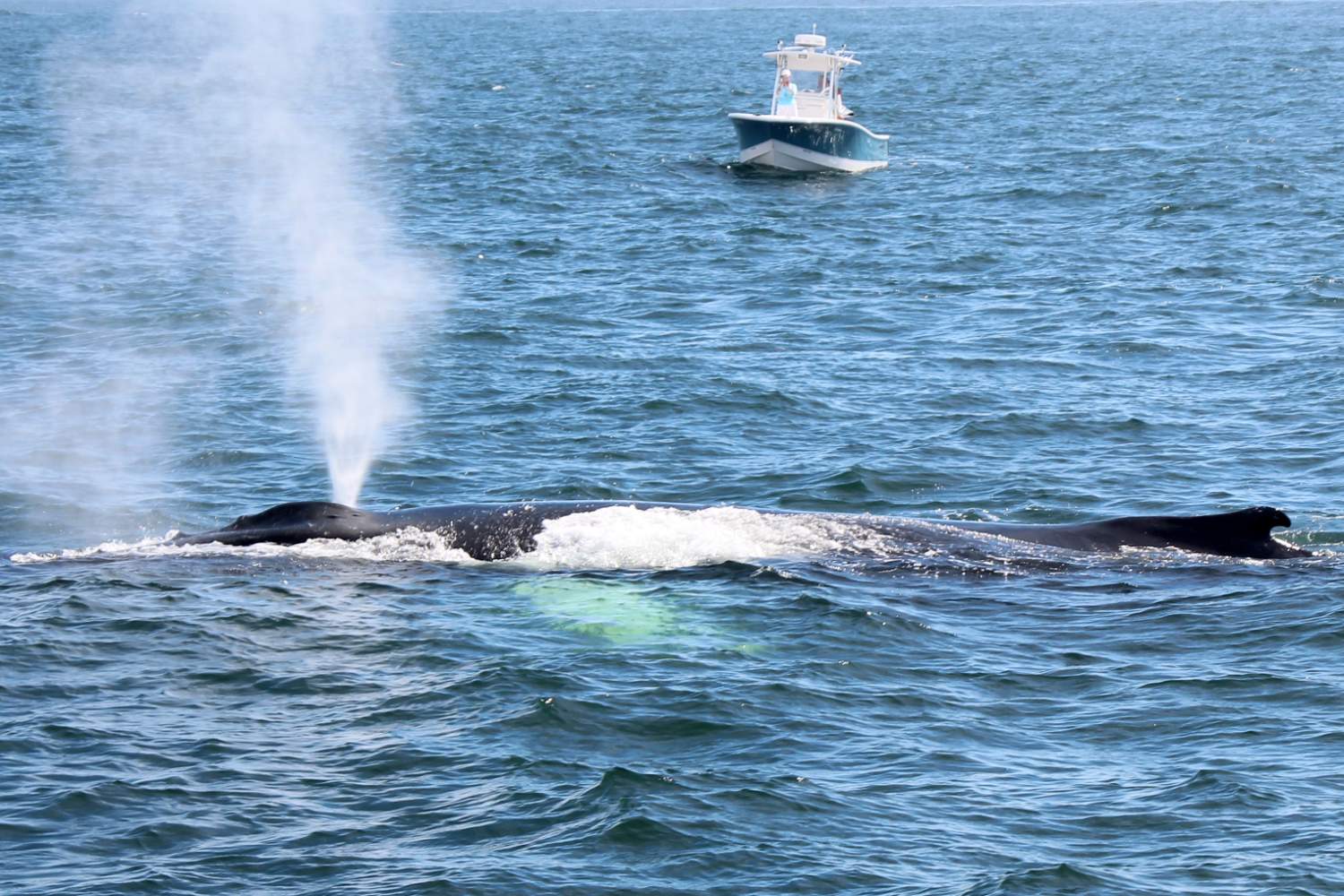 Solve A whale spouting off jigsaw puzzle online with 54 pieces