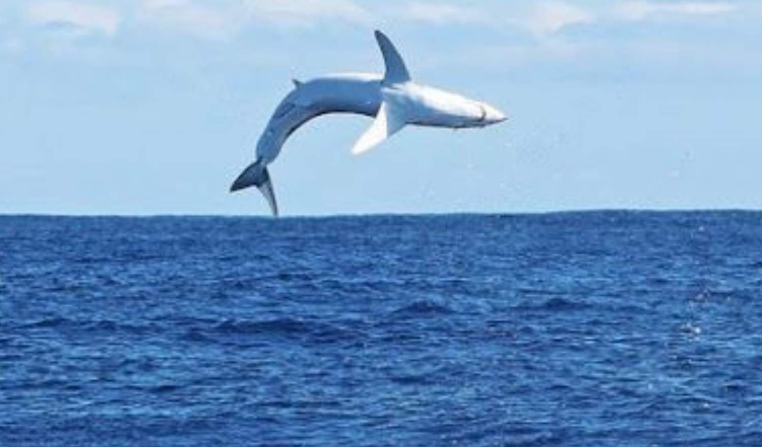 Solve Mako shark! jigsaw puzzle online with 84 pieces