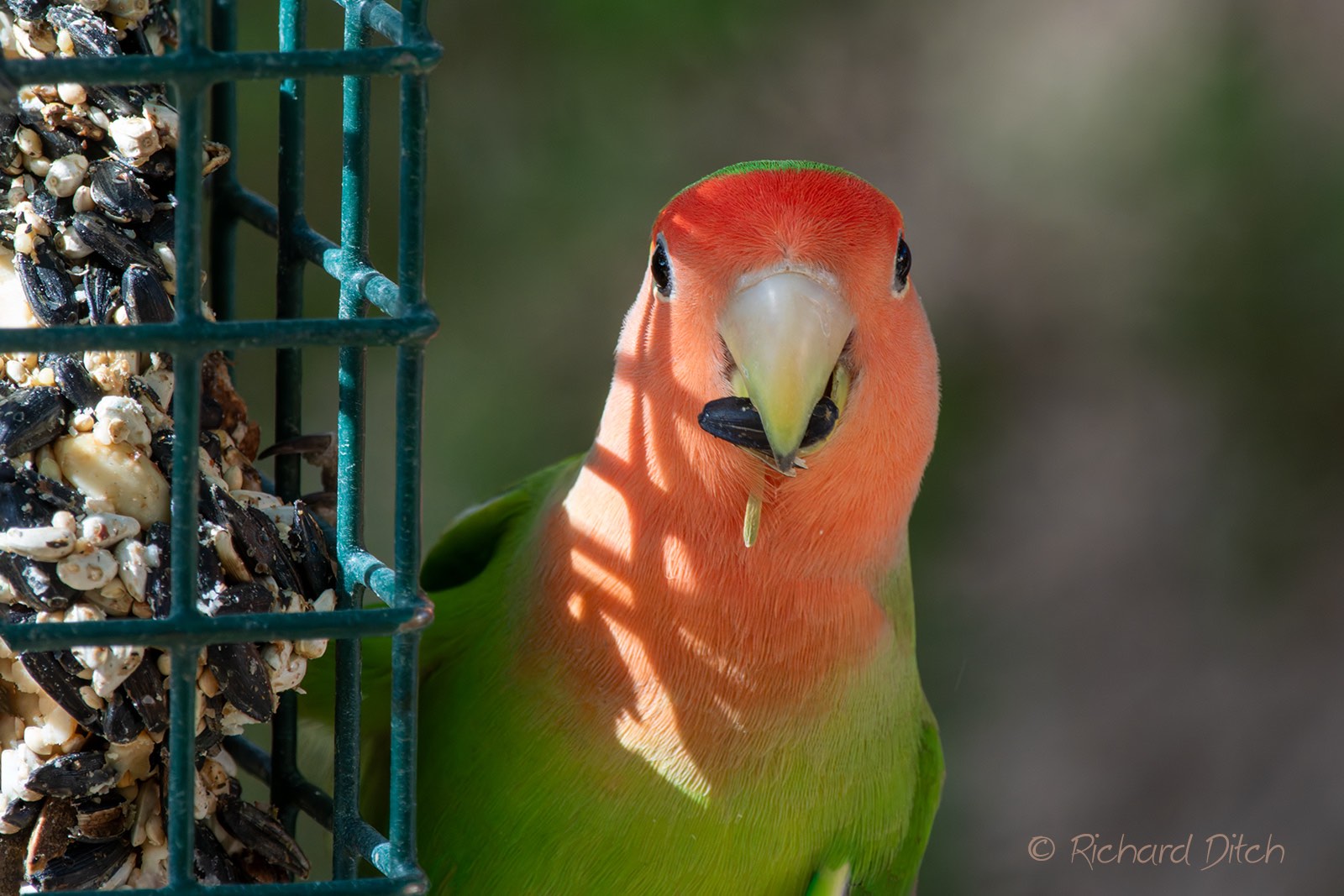 Solve Peach-faced Lovebird jigsaw puzzle online with 96 pieces