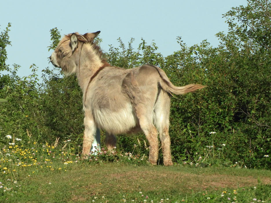 Solve Meet Luigi Val Beck-Standish jigsaw puzzle online with 20 pieces