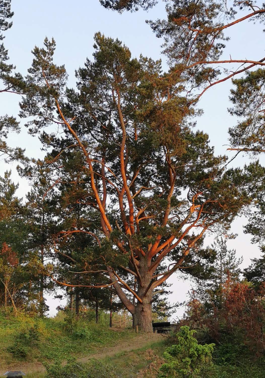 Solve Strange pine jigsaw puzzle online with 165 pieces