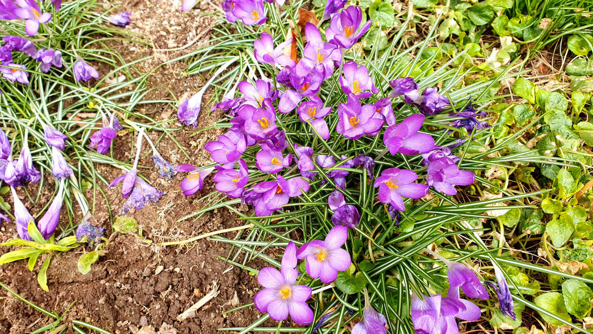 Solve jaro - spring jigsaw puzzle online with 45 pieces