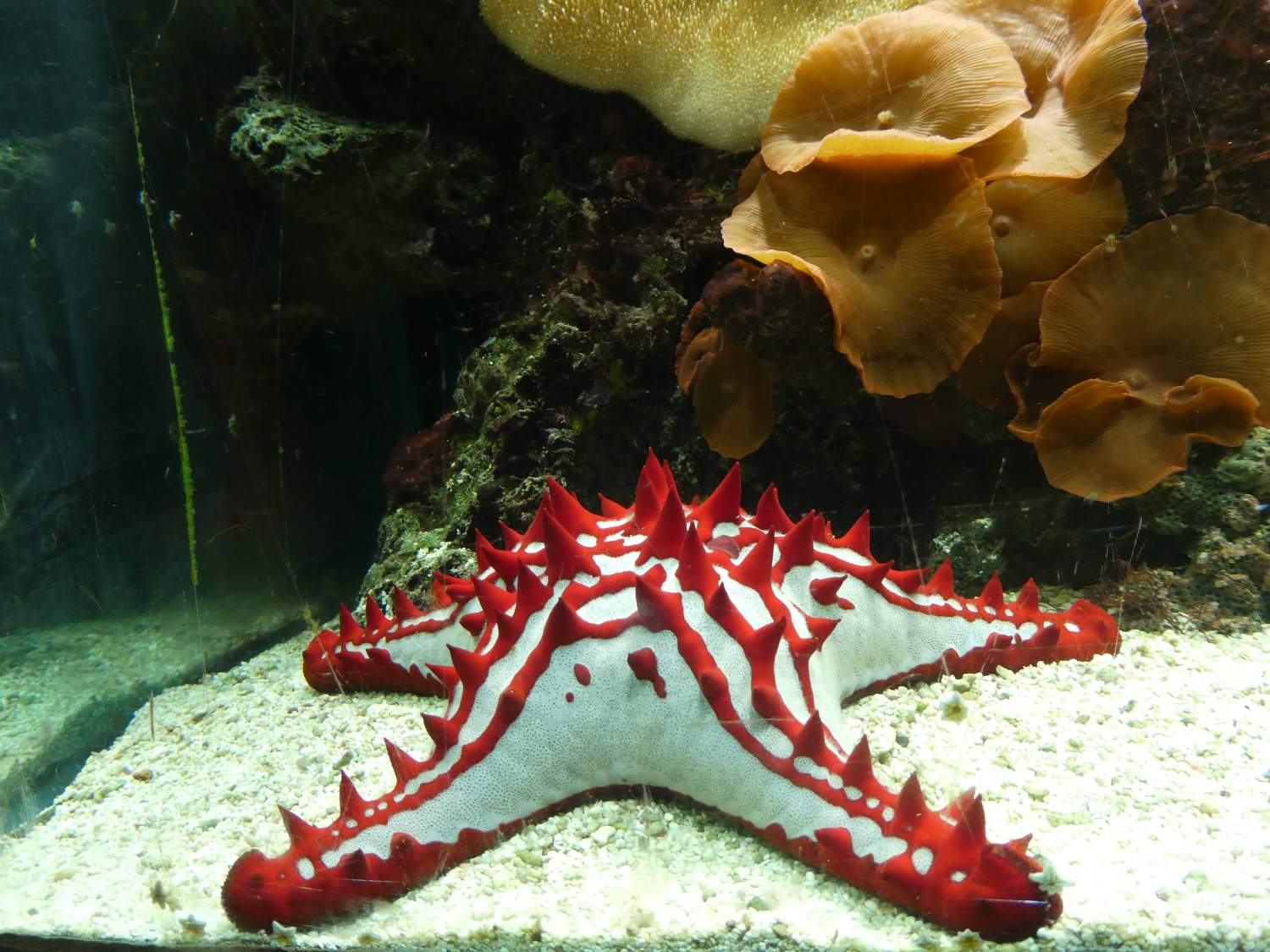 Solve Visiting Ouwehands Dierenpark, Zoo, Rhenen. Nov. 2022 jigsaw puzzle online with 80 pieces