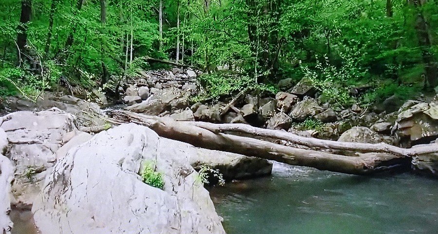 Solve nature (acting normally) jigsaw puzzle online with 32 pieces