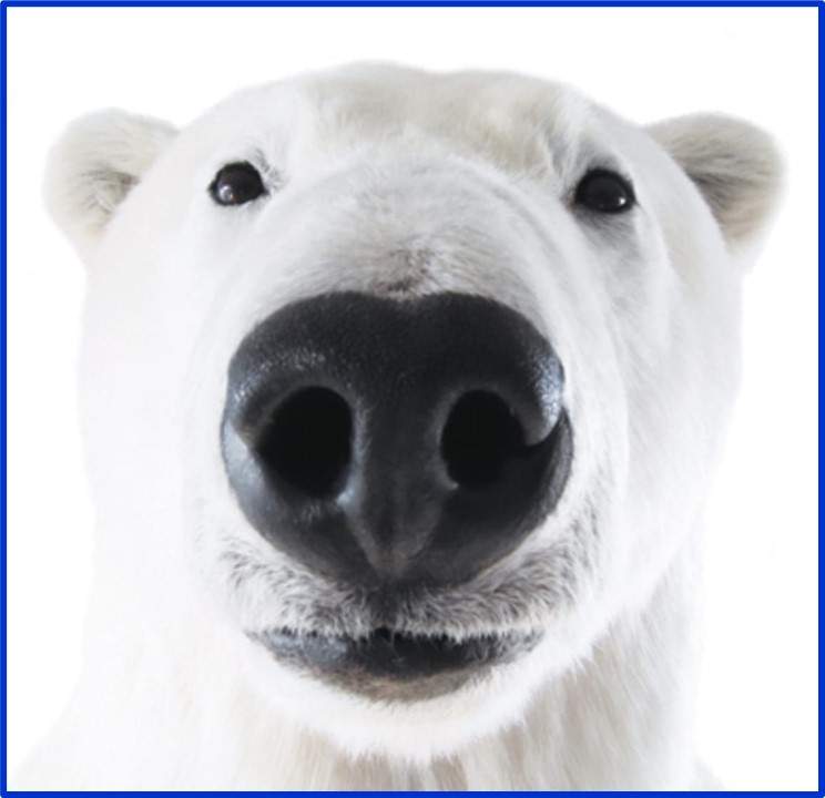 Solve Polar Bear Nose Boop! jigsaw puzzle online with 36 pieces