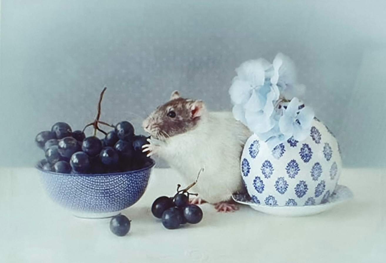 Solve 1. Mouse eats grapes. 2. Grapes ferment in stomach. 3. One drunk ...