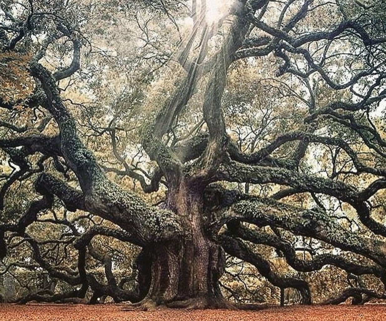 Solve Angel Oak Tree jigsaw puzzle online with 357 pieces