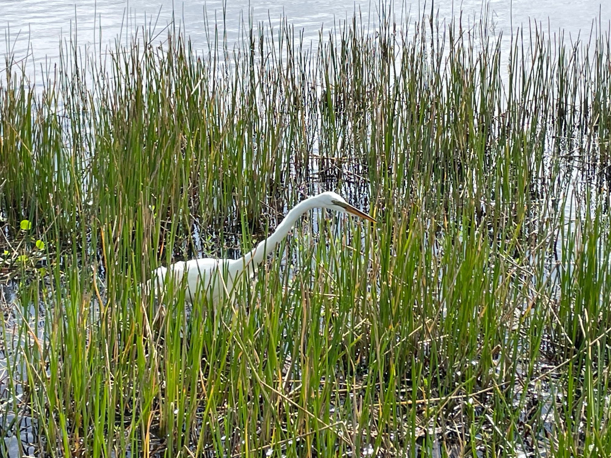 Solve Great egret hunting jigsaw puzzle online with 154 pieces