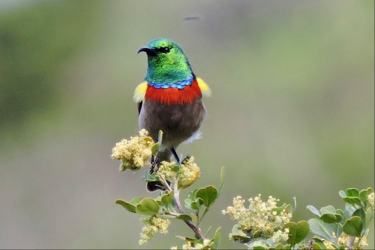 Jigsaw Puzzle | 70 pieces | Southern Double Collared Sunbird,In Mtn ...