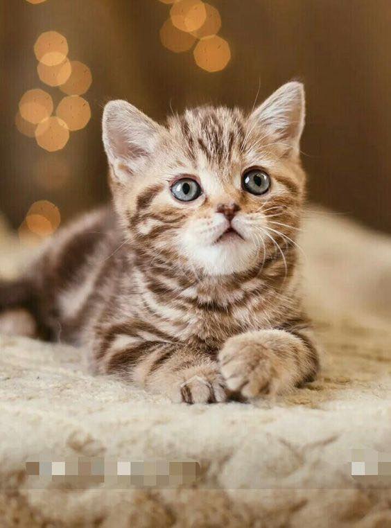 Solve "this good pose, mama?" jigsaw puzzle online with 35 pieces