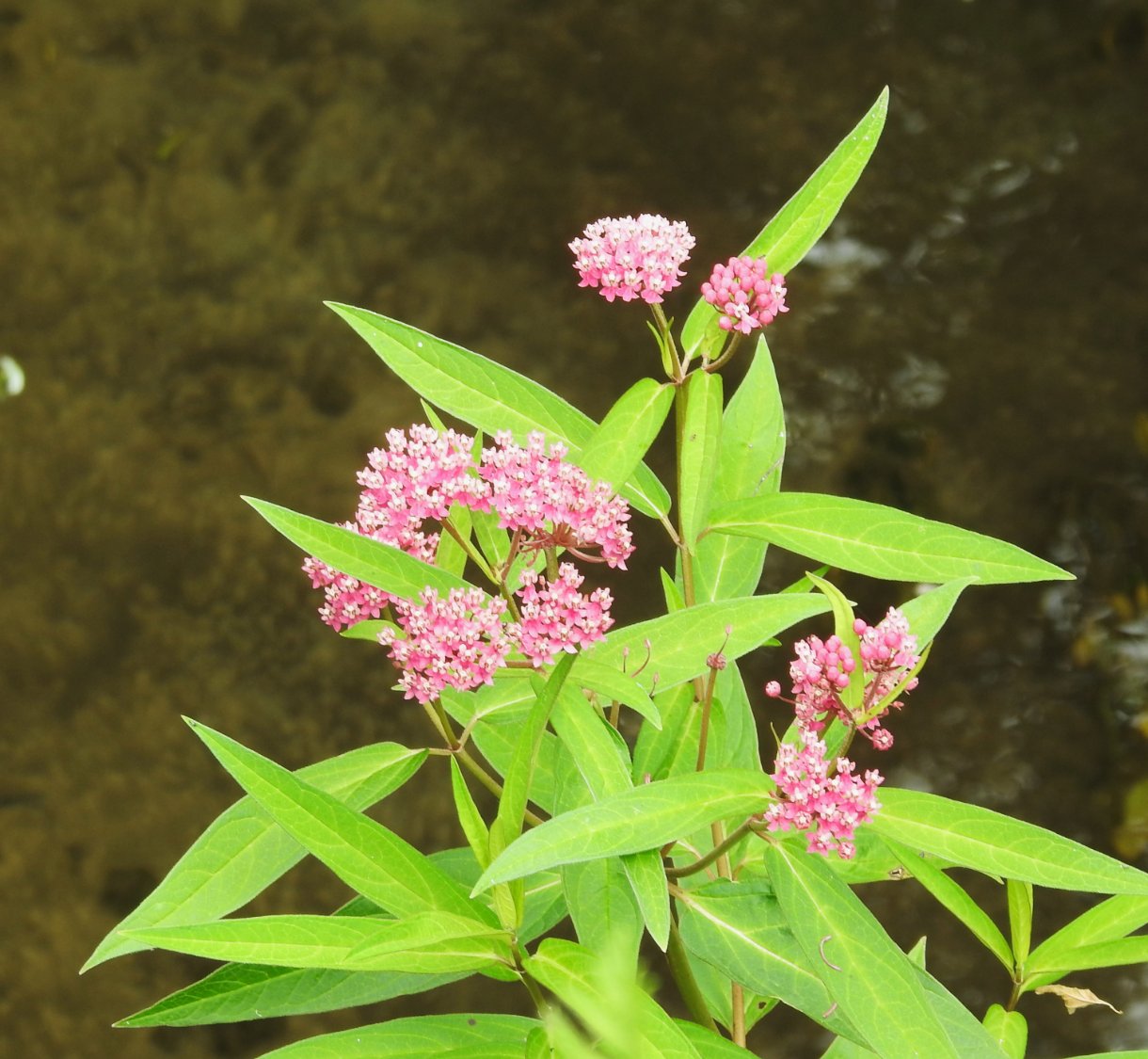 Solve at the wetlands jigsaw puzzle online with 9 pieces