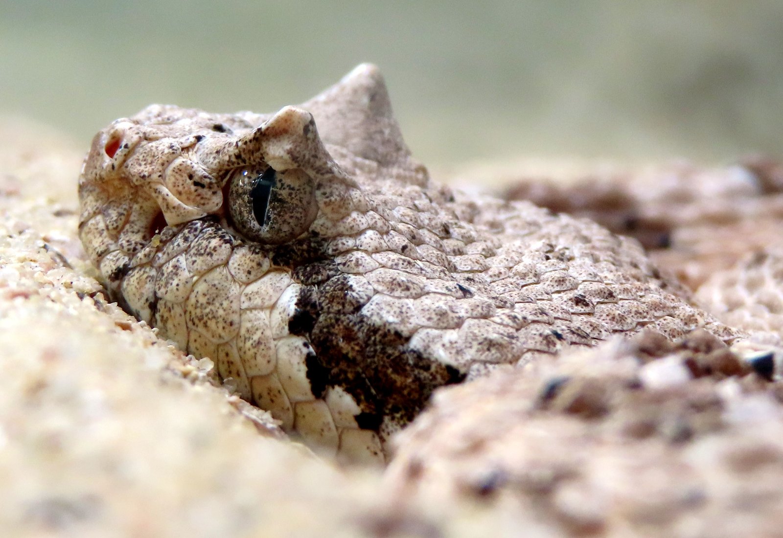 Solve Horned rattlesnake jigsaw puzzle online with 48 pieces