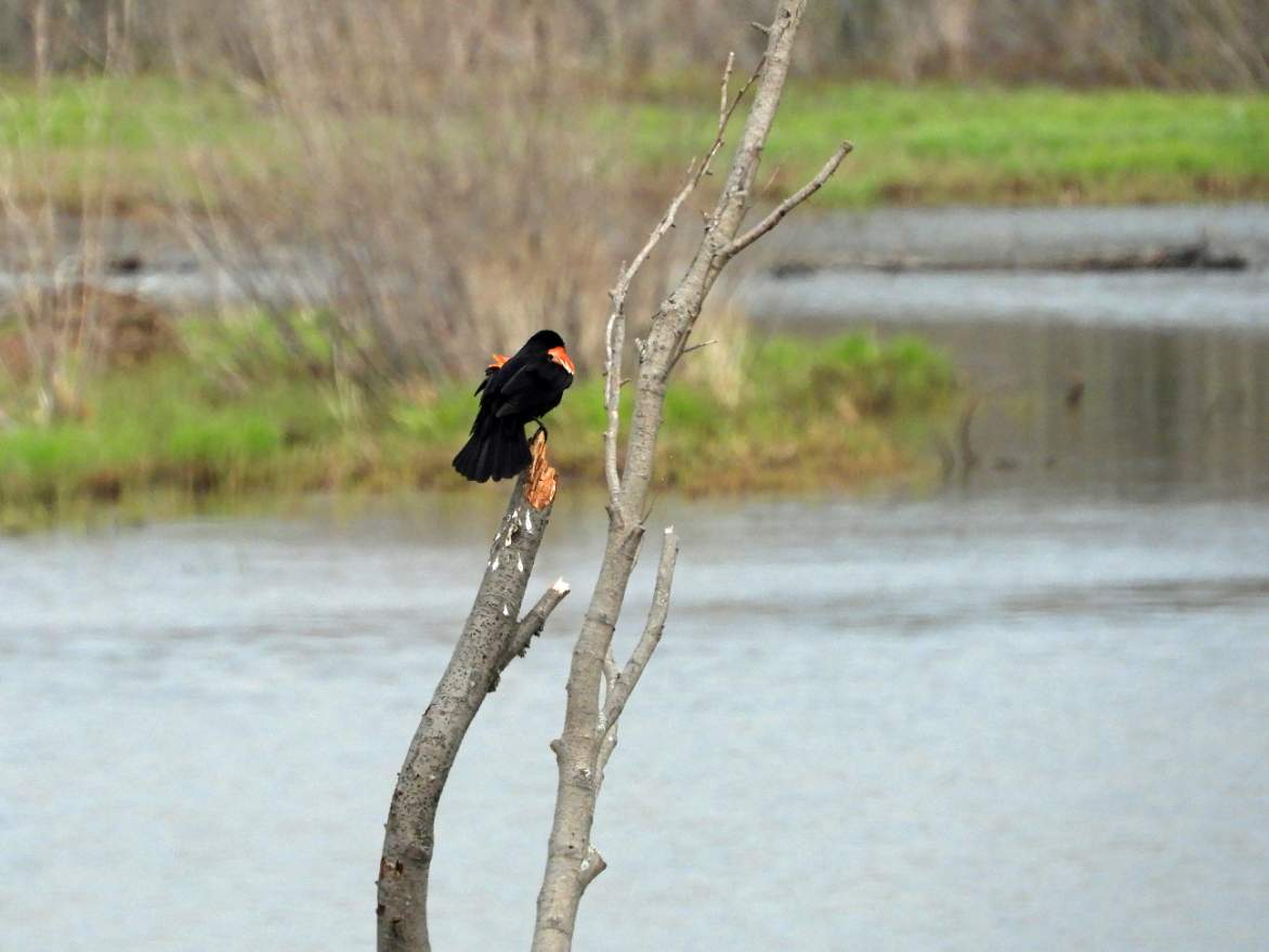 Solve THe wetlands jigsaw puzzle online with 20 pieces
