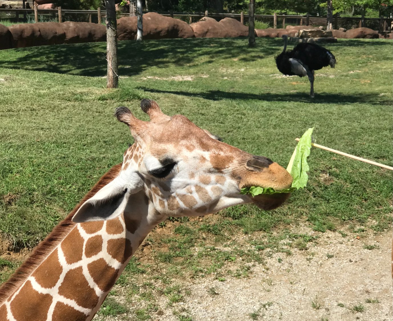 Solve Feeding the Giraffe jigsaw puzzle online with 12 pieces