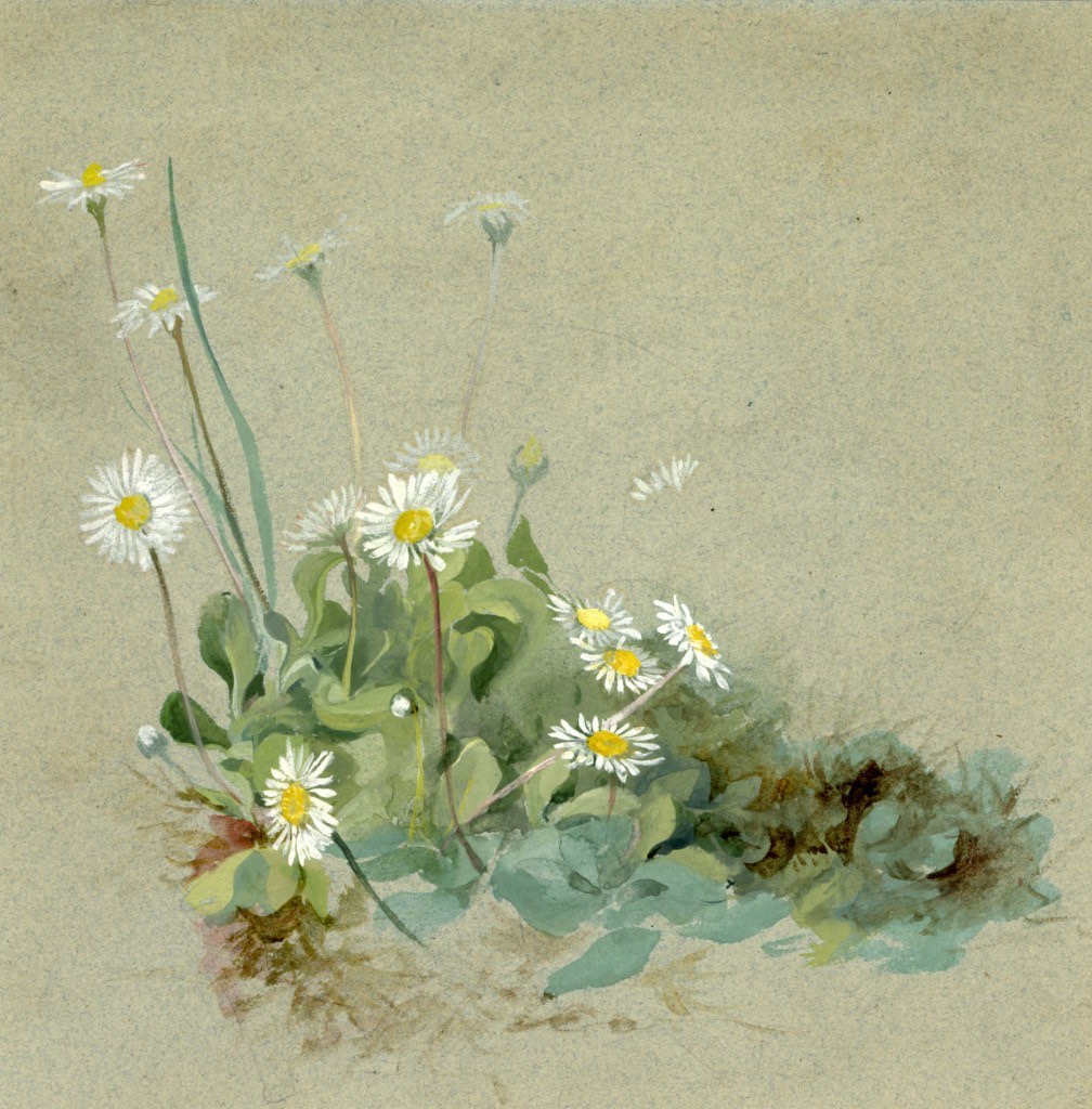 Solve Lilias Trotter. Daisies. Courtesy of Ruskin Library. jigsaw ...