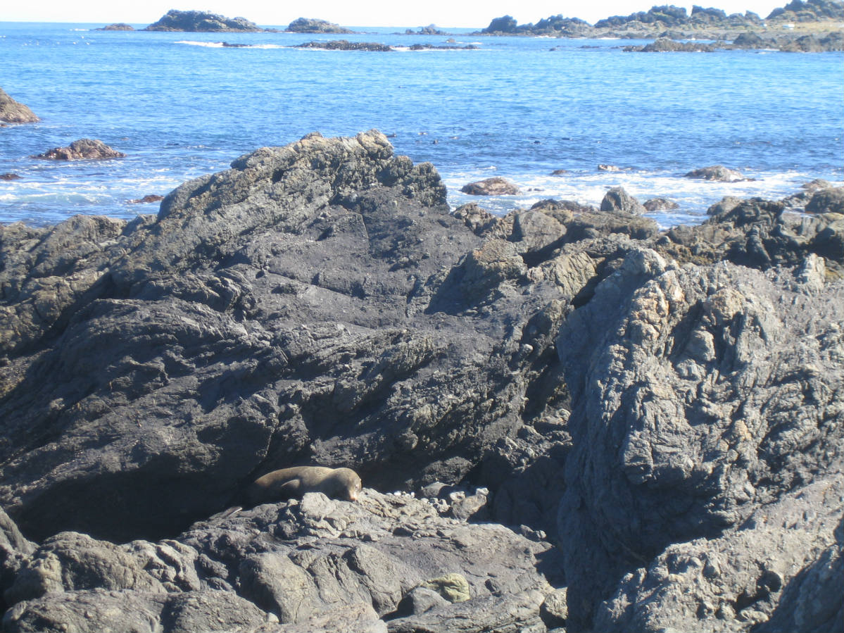 Solve spot the seals jigsaw puzzle online with 63 pieces