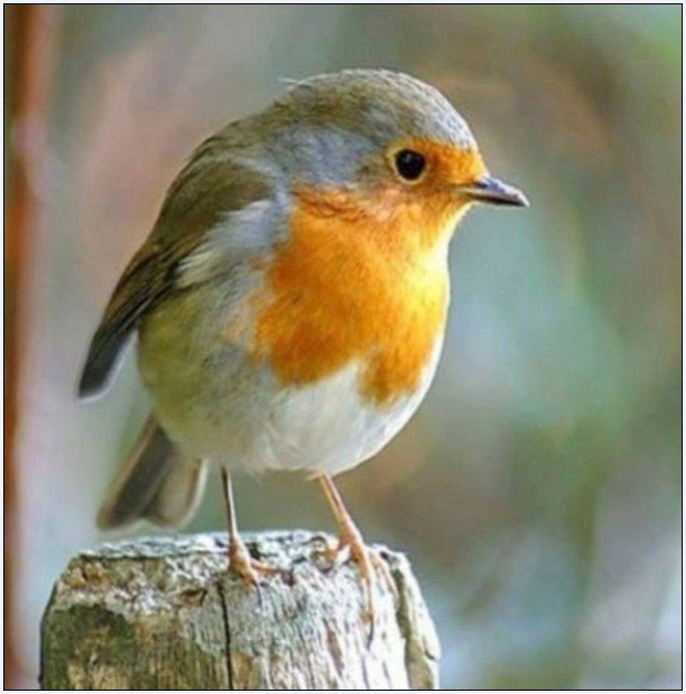 Solve Červenka_Robin jigsaw puzzle online with 25 pieces