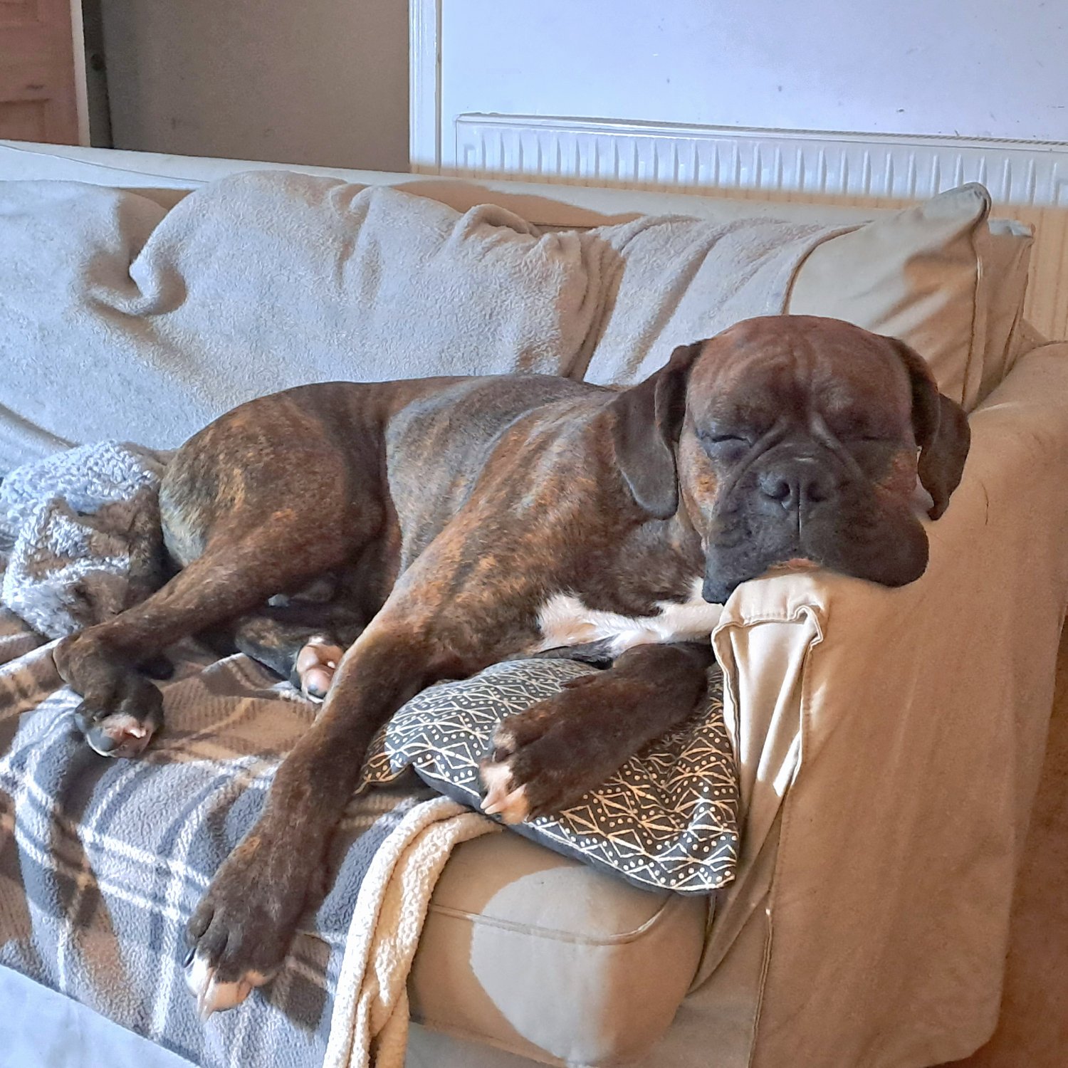 Solve Beautiful Stanley resting. jigsaw puzzle online with 64 pieces