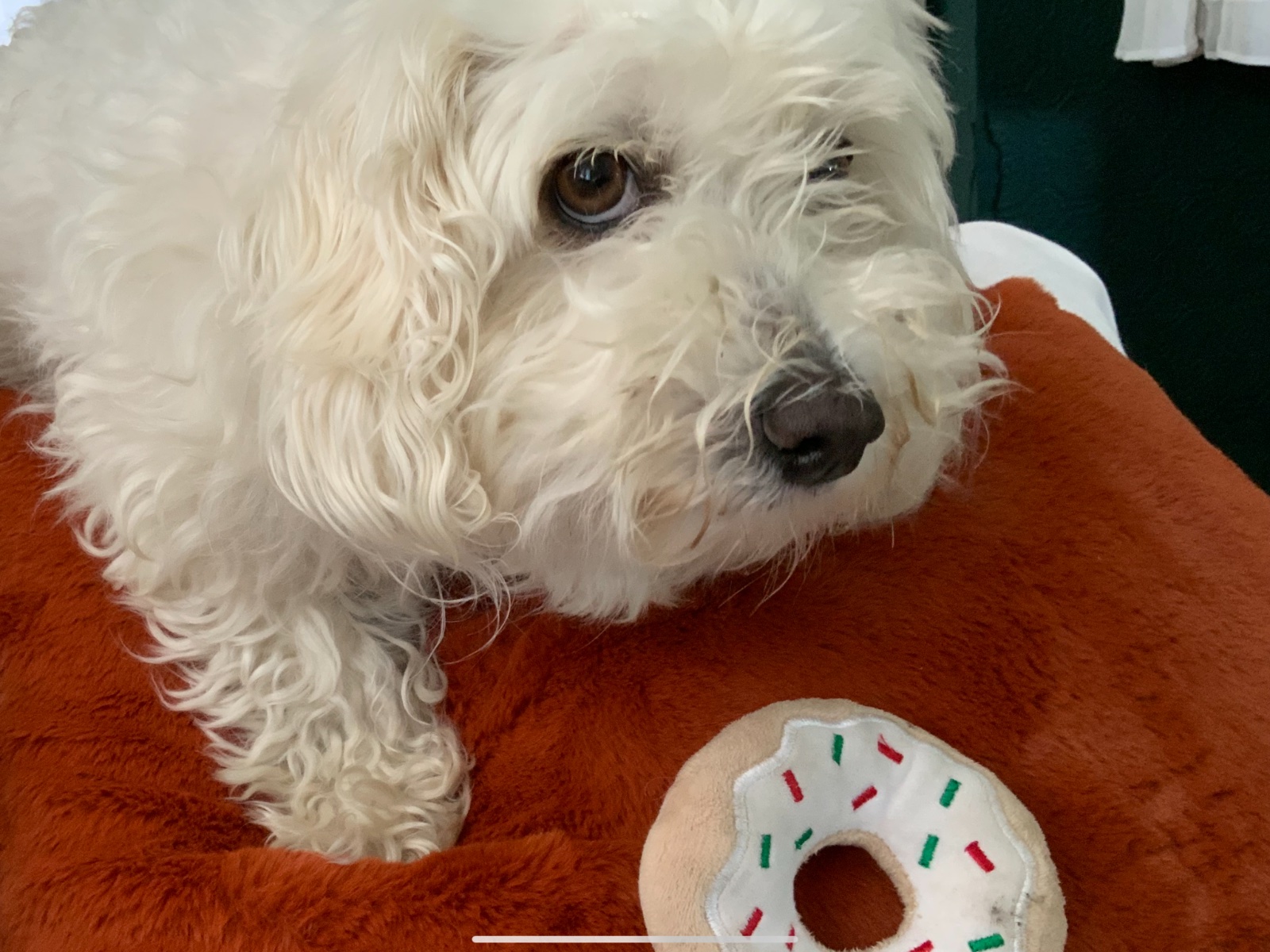 Solve Lizzy jigsaw puzzle online with 48 pieces