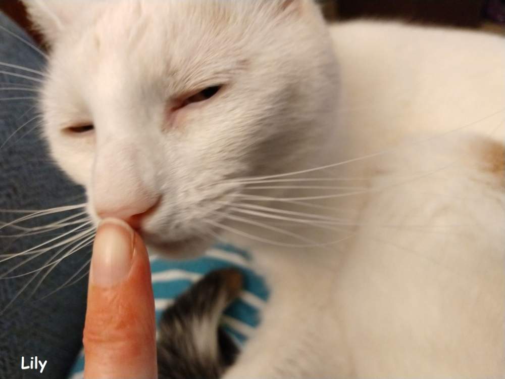 Solve Remembering Lily 0521 - Nose boop jigsaw puzzle online with 12 pieces