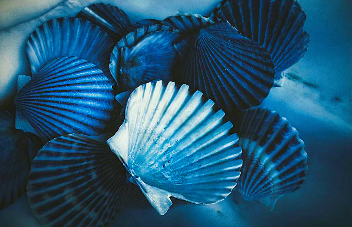 Solve blue scallop shells jigsaw puzzle online with 77 pieces