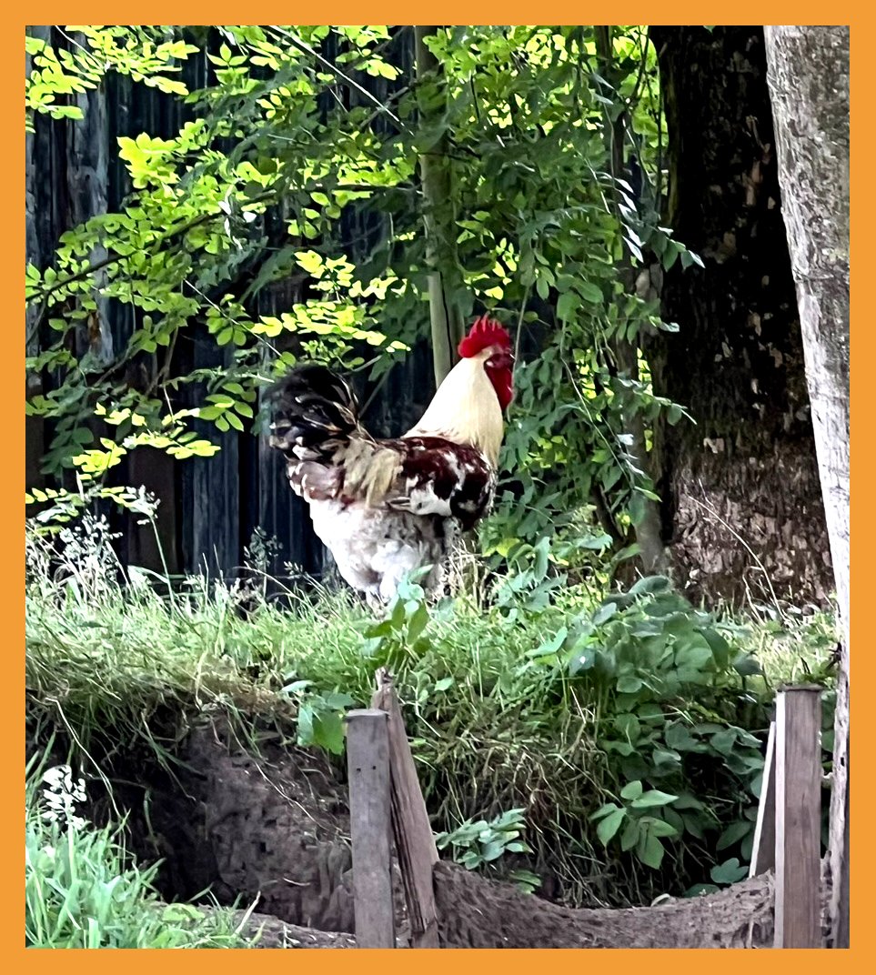 Solve A beautiful rooster. Een prachtige haan. jigsaw puzzle online ...