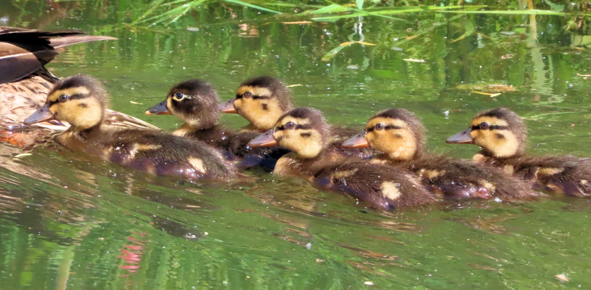 Solve ducklings, staying close to mom (eendenkuikens) jigsaw puzzle ...
