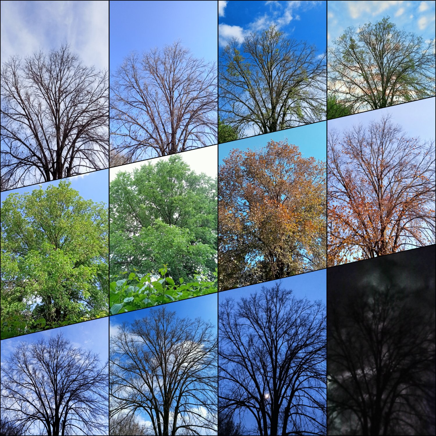 Solve Same tree, different periods jigsaw puzzle online with 306 pieces