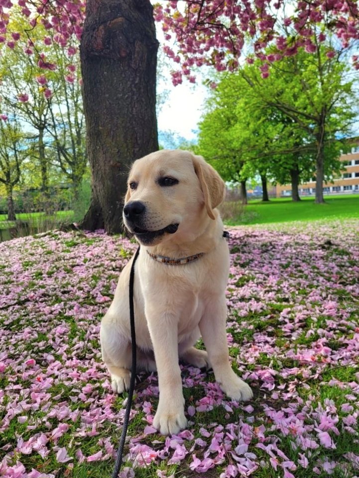 Solve Blossom labrador Rex jigsaw puzzle online with 99 pieces