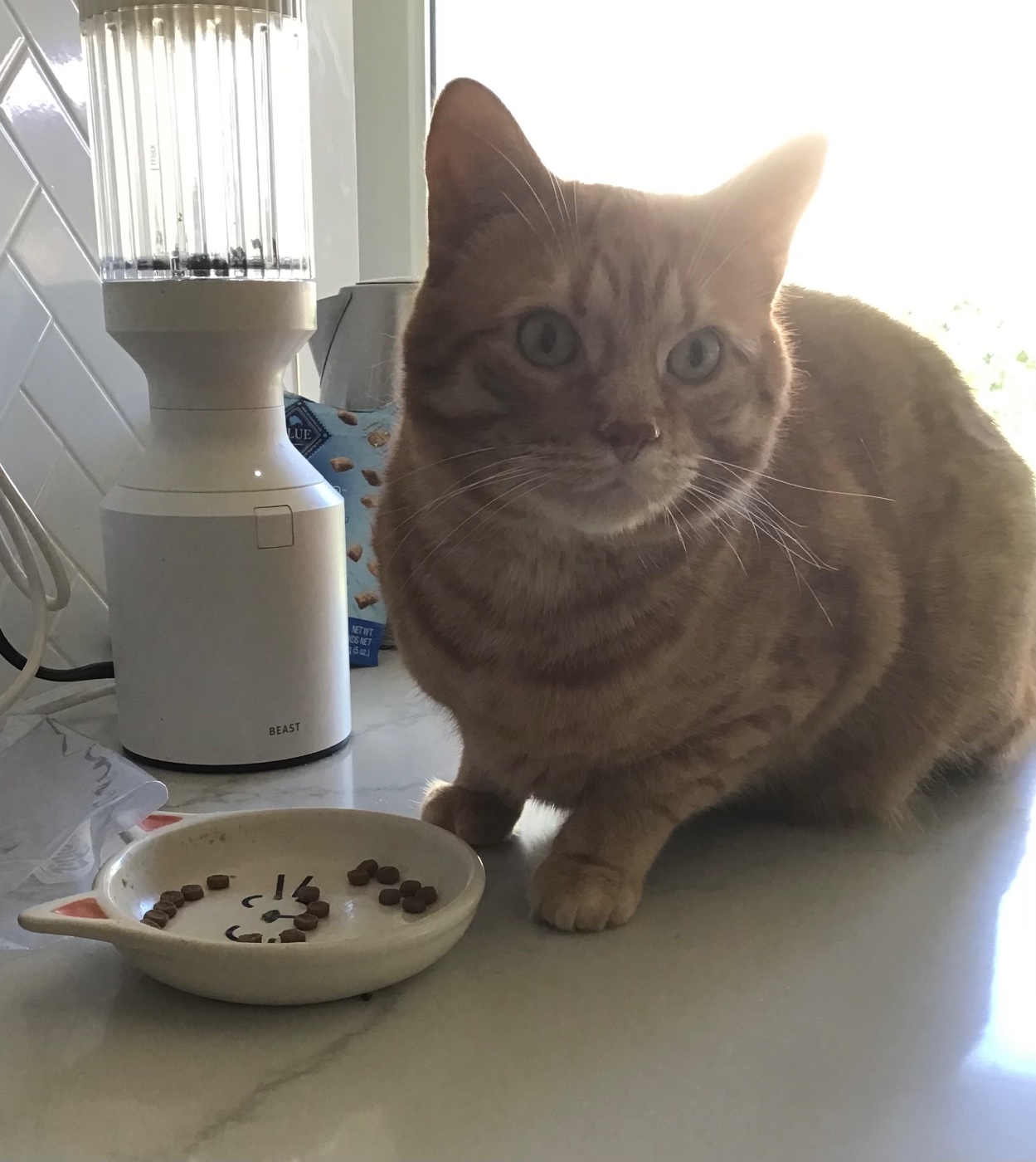 Solve Eddie. Cat sitting again jigsaw puzzle online with 42 pieces