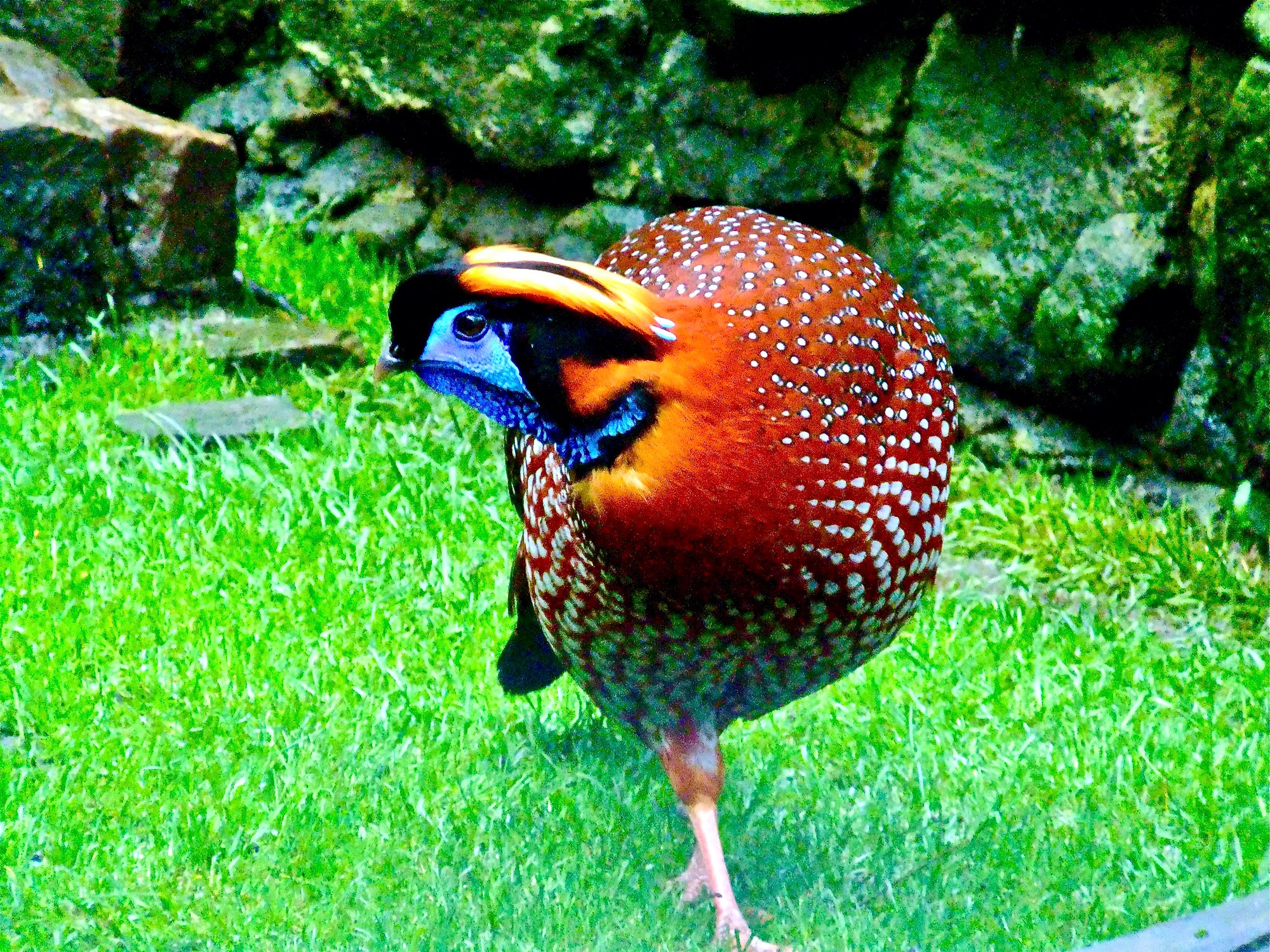 Solve Temminck's Tragopan jigsaw puzzle online with 99 pieces