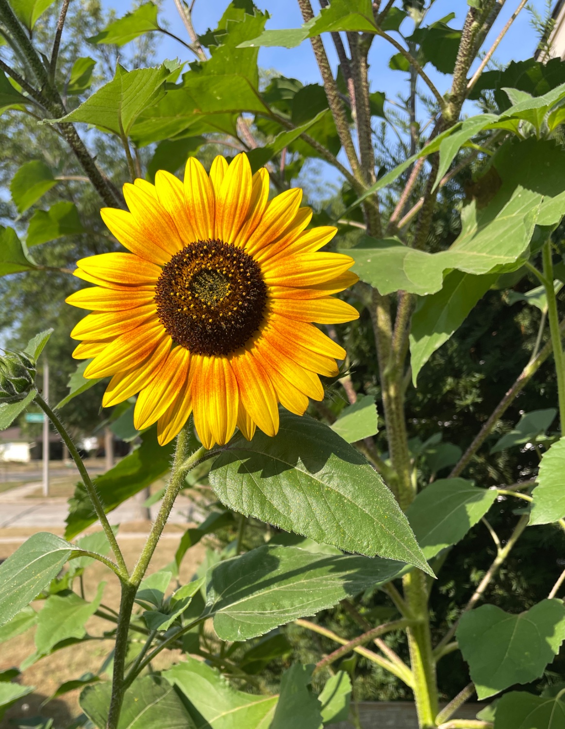 Solve Milwaukee Sunflower jigsaw puzzle online with 99 pieces
