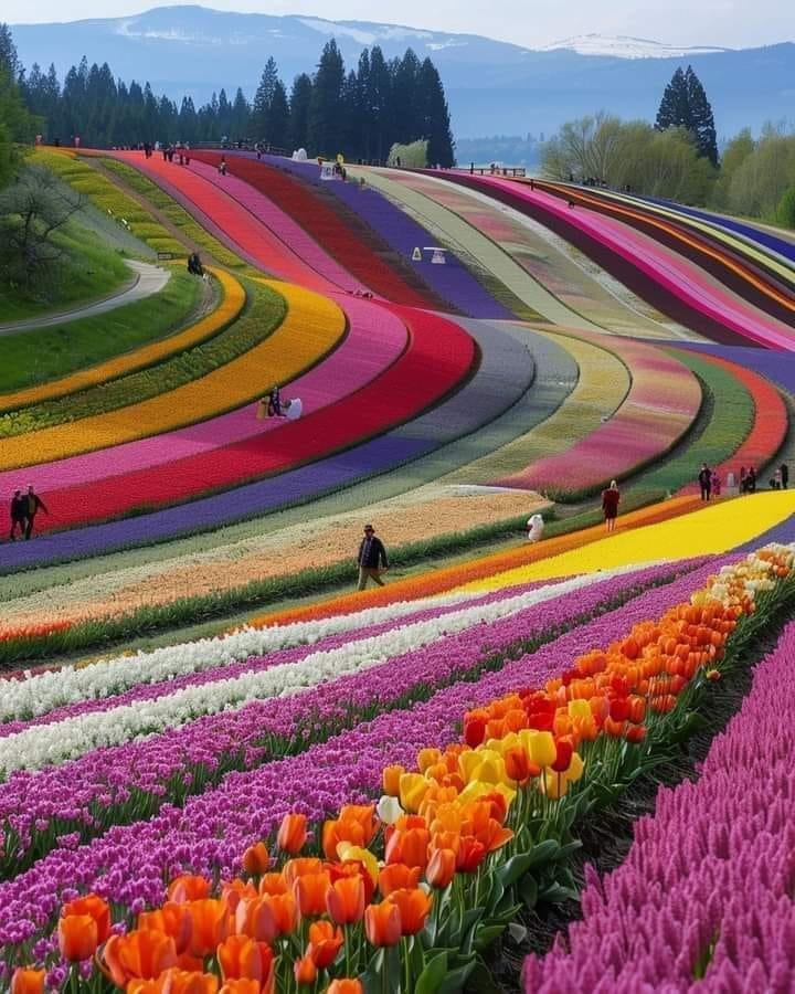 Solve TULIPS jigsaw puzzle online with 195 pieces