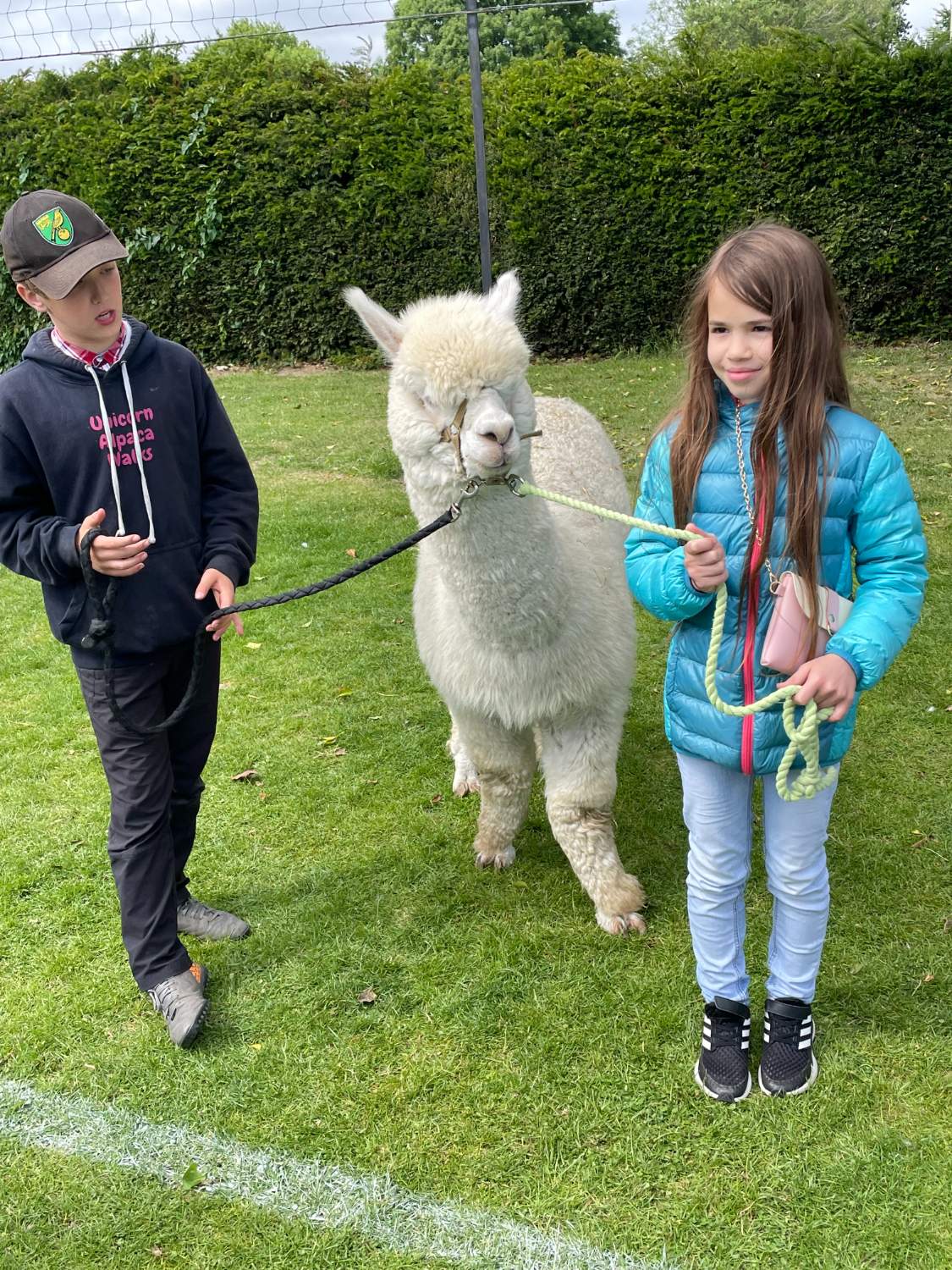 Solve Young Alpaca Walkers jigsaw puzzle online with 154 pieces