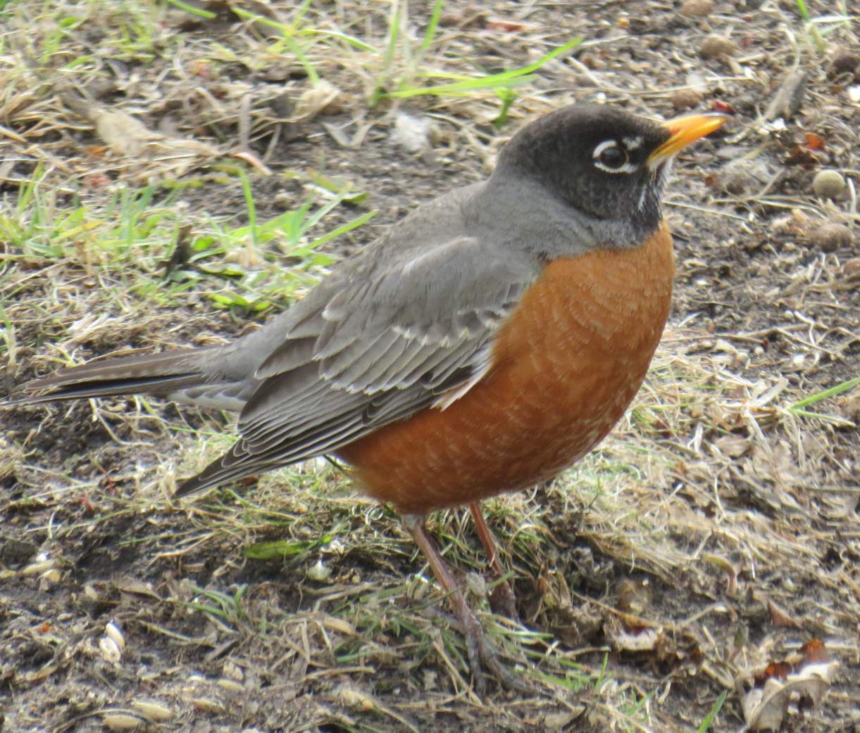 Solve First Robin this year! jigsaw puzzle online with 30 pieces