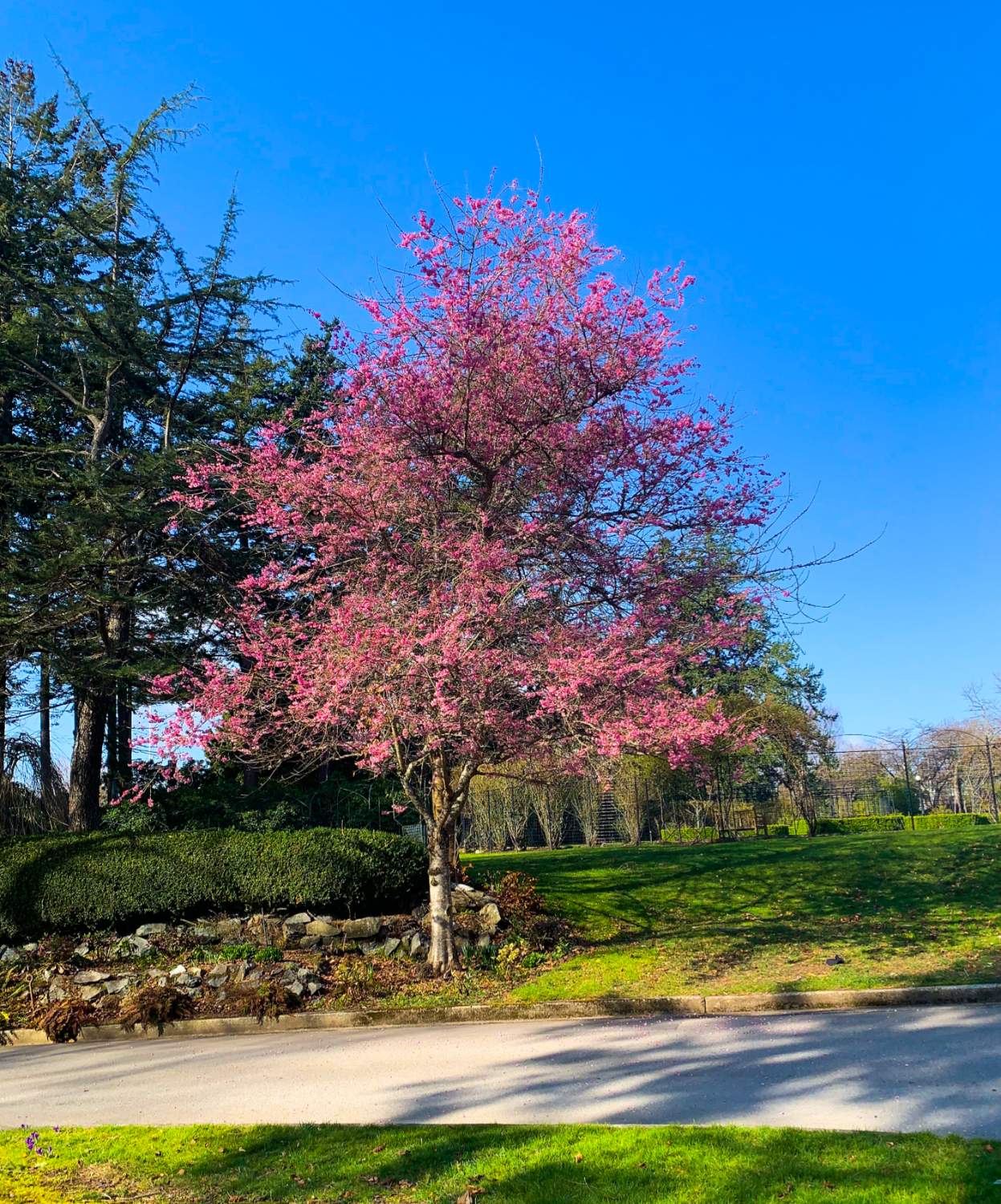 Solve Cherry tree in bloom jigsaw puzzle online with 168 pieces