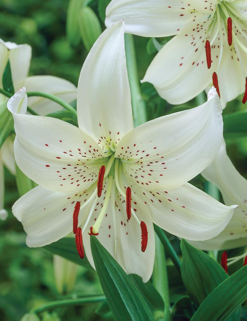 Solve "White Twinkle" Tiger Lily jigsaw puzzle online with 63 pieces