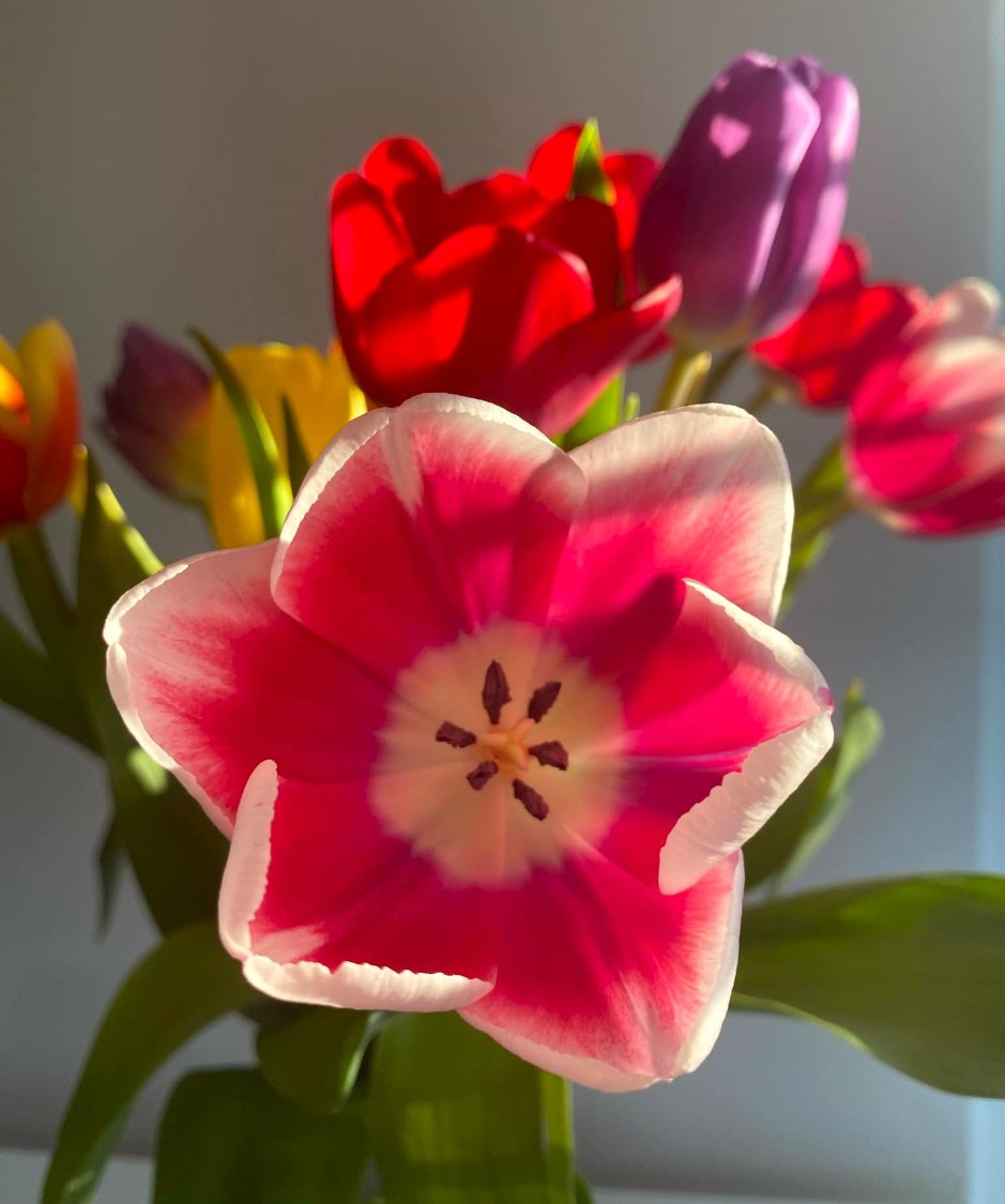 Solve Tulips jigsaw puzzle online with 9 pieces