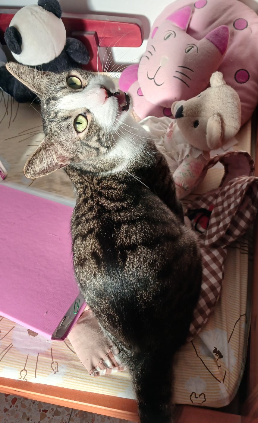 Solve Cute Epsilon (Nillie's kitty boy) jigsaw puzzle online with 28 pieces