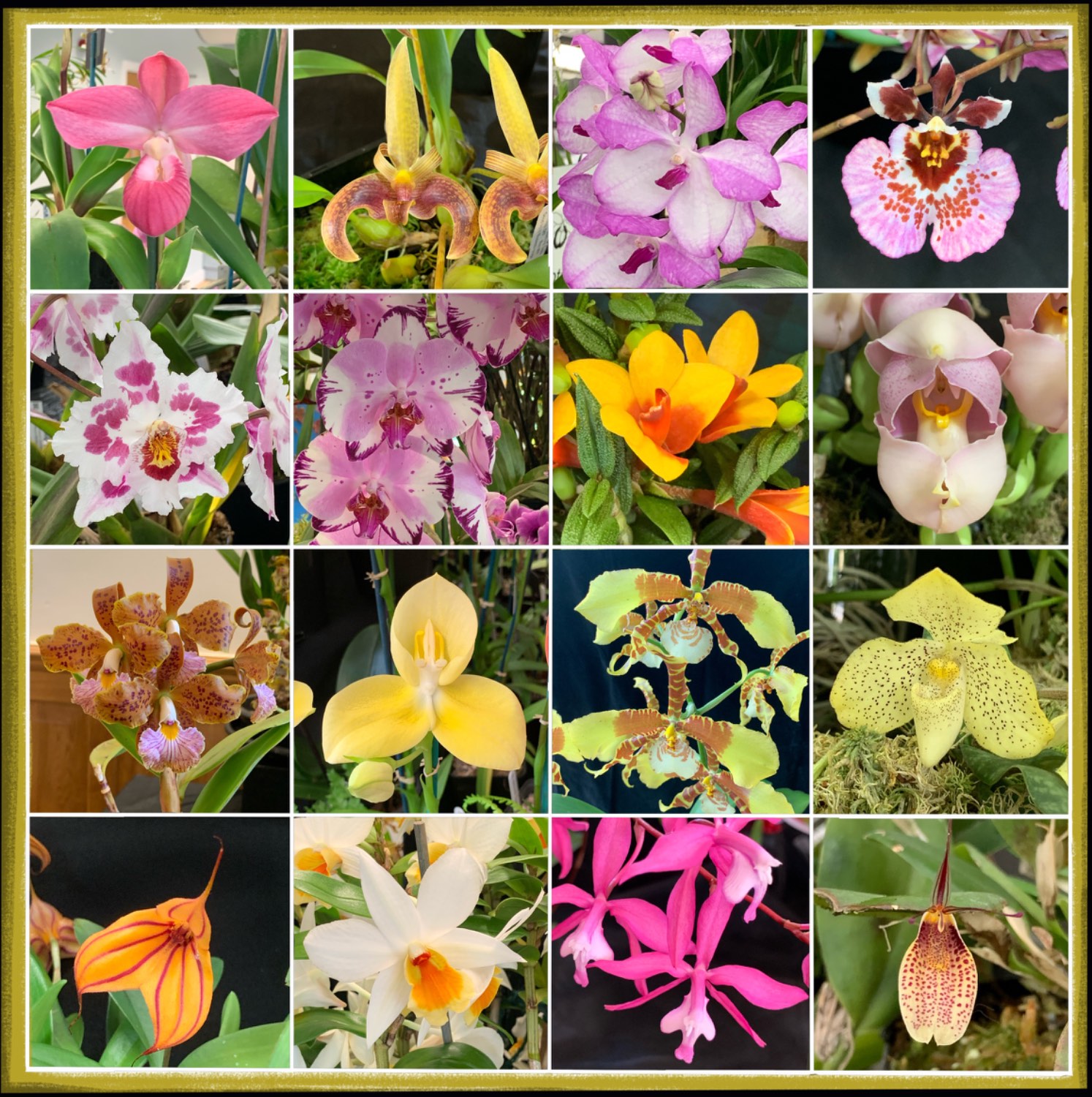 Solve Orchids! jigsaw puzzle online with 144 pieces