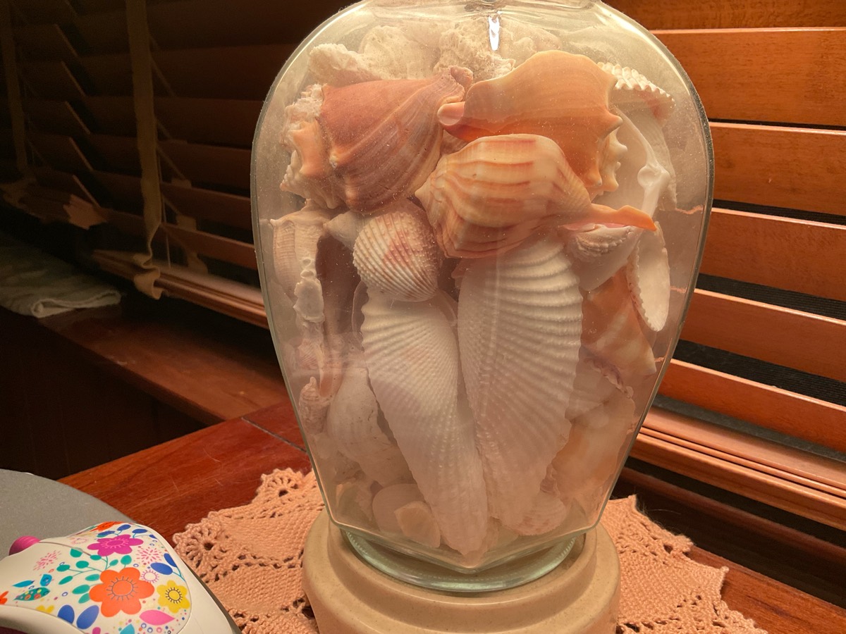 Solve Sanibel Island shells jigsaw puzzle online with 48 pieces