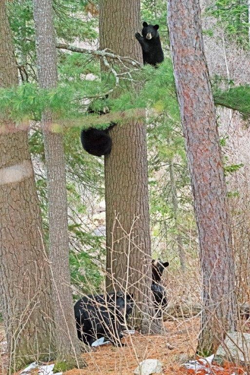 Solve RC and her yearlings at pine tree jigsaw puzzle online with 54 pieces