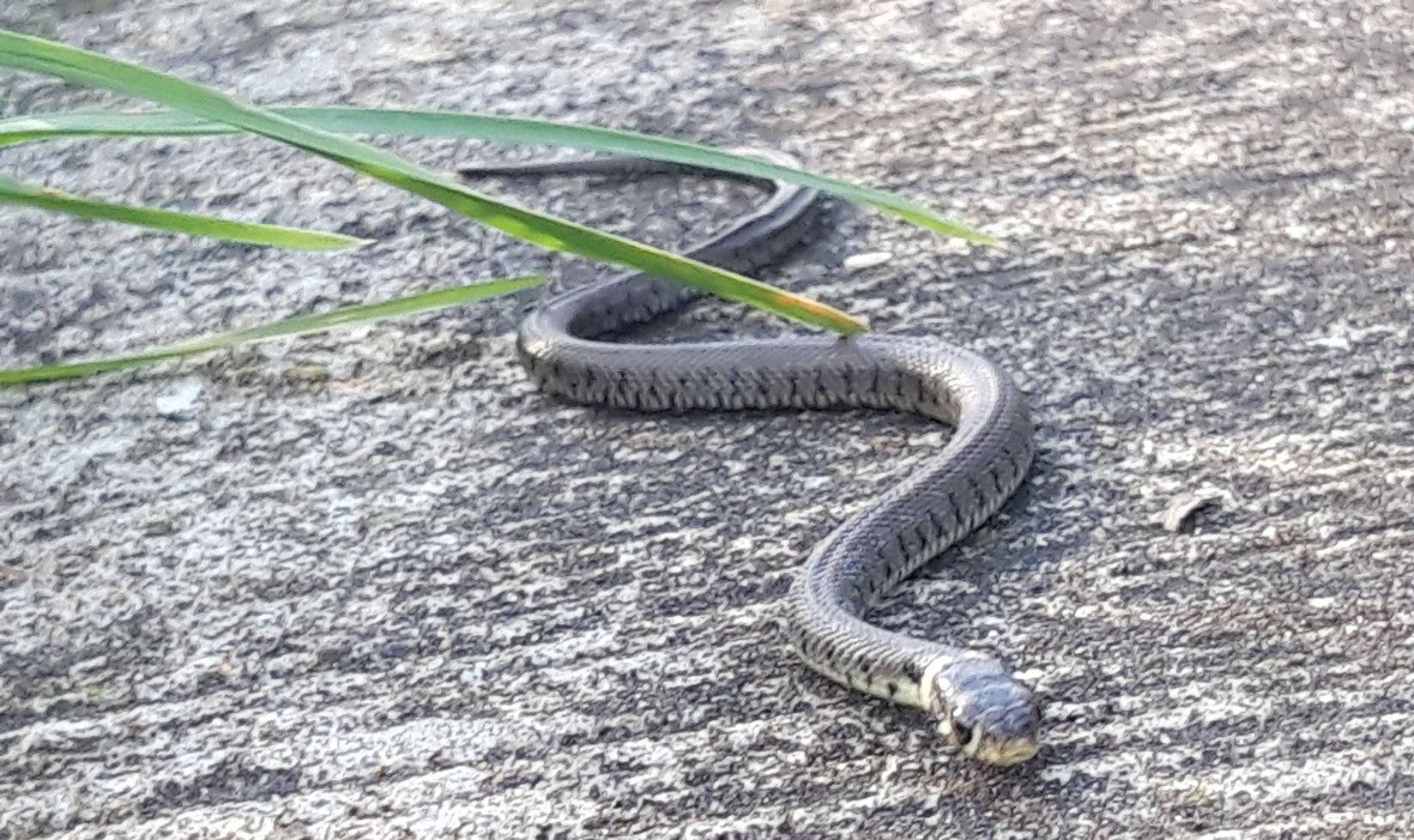 Solve snake jigsaw puzzle online with 390 pieces