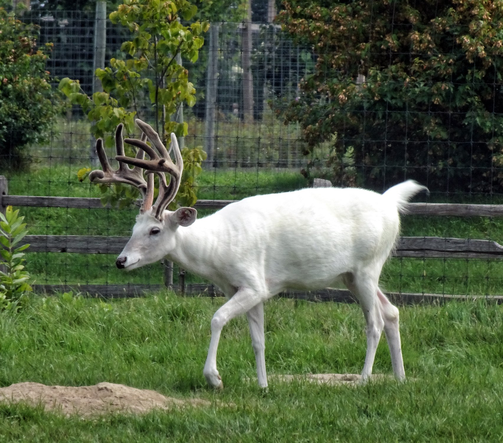 Solve Brainerd MN - Zoo - Albino Reindeer jigsaw puzzle online with 156 ...