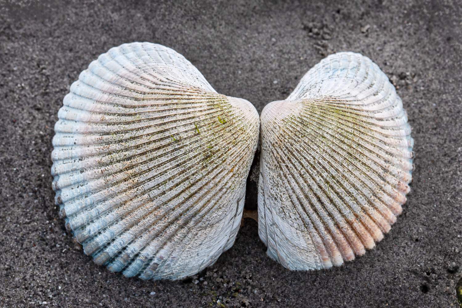 Solve Shells jigsaw puzzle online with 54 pieces