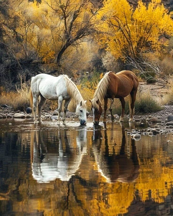 Jigsaw Puzzle | 120 pieces | 00 6 Salt River Colt And Mare Photograph ...