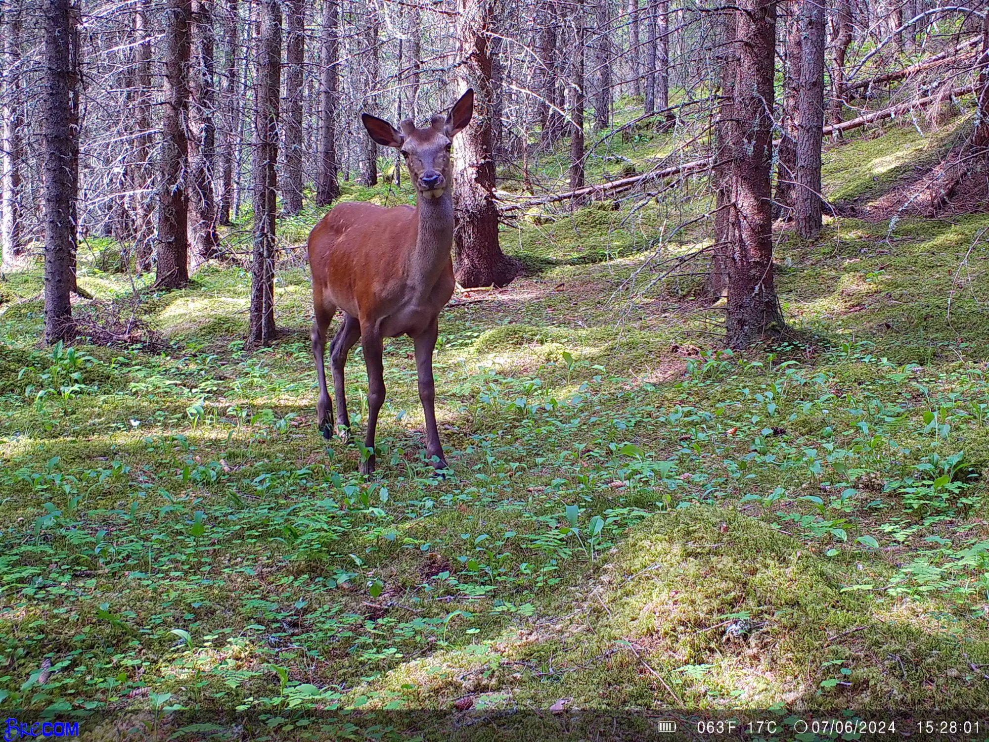 Solve Hjort jigsaw puzzle online with 80 pieces