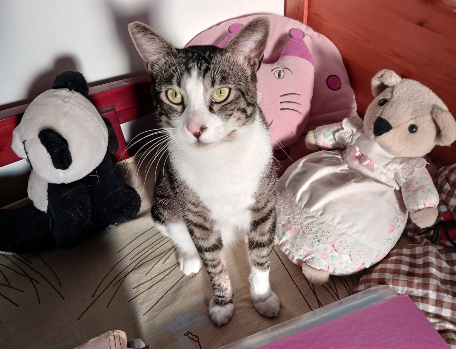 Solve Cute Epsilon (Nillie's kitty boy) jigsaw puzzle online with 48 pieces